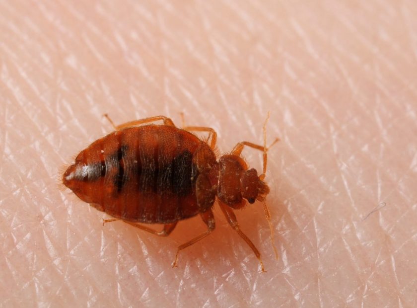 Common Indianapolis Pests - Bugz Bug Me