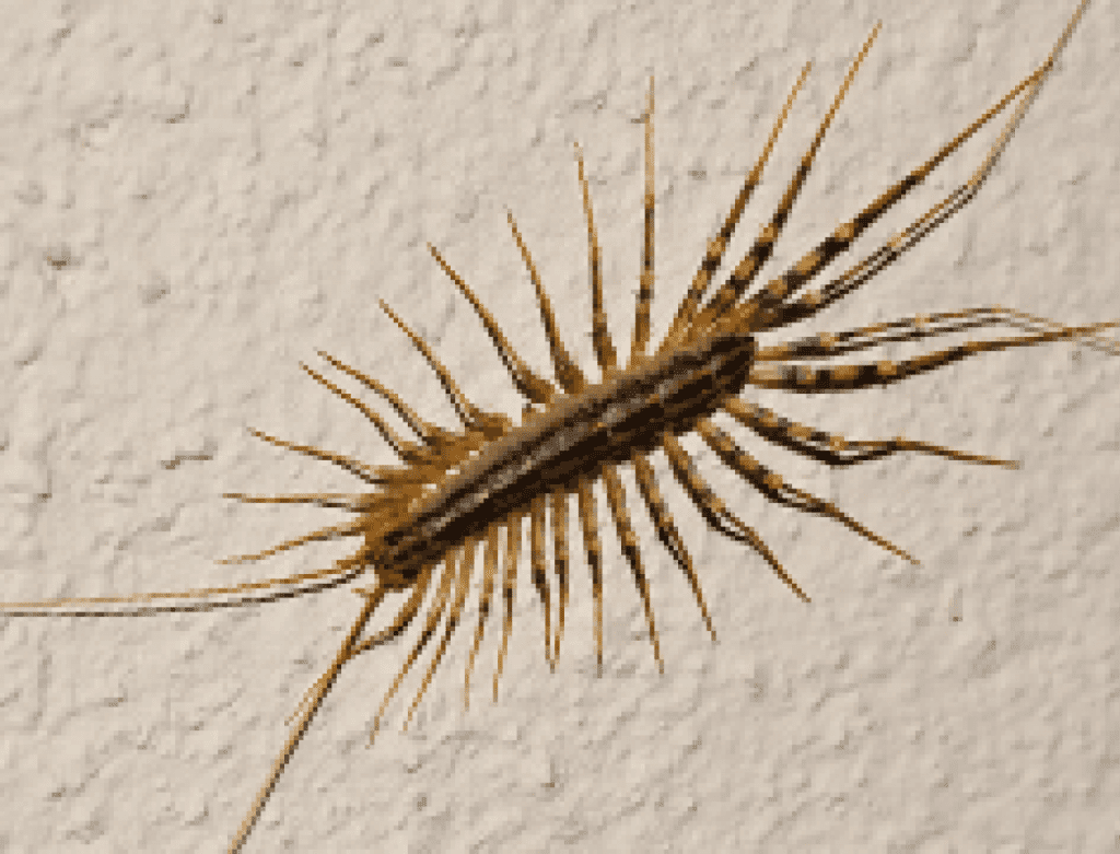 Things You Should Know About House Centipedes - Bugz Bug Me