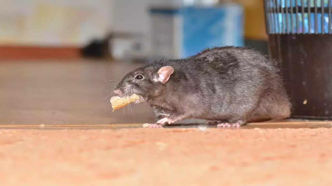 Preventing and Treating Rat Infestation: Tips from Pest Control Experts ...